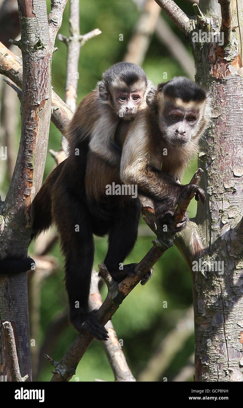 Adult Capuchin Monkey
