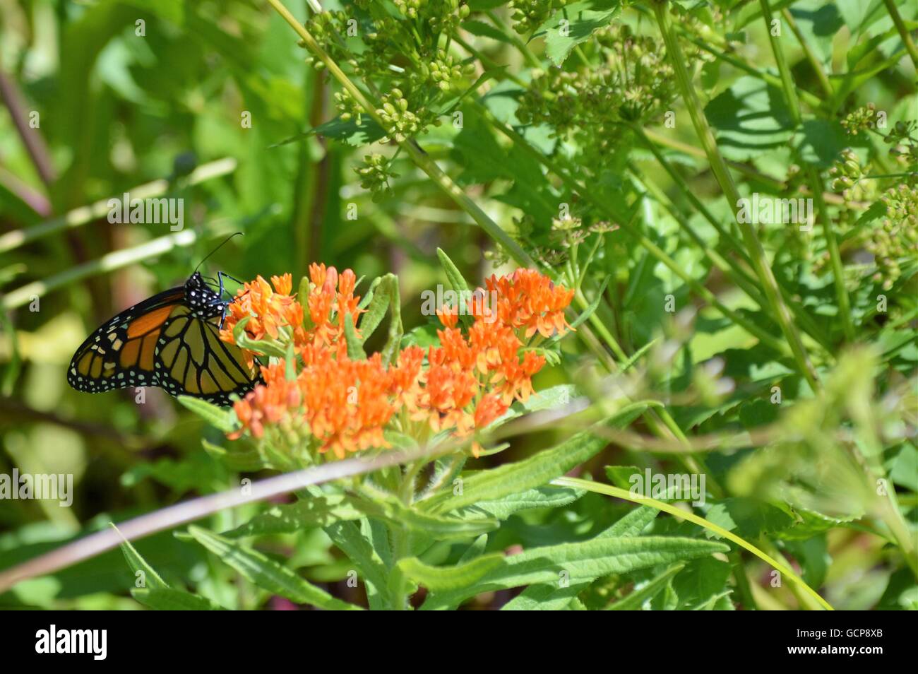 Monarch butterfly on milkweed Stock Photo - Alamy