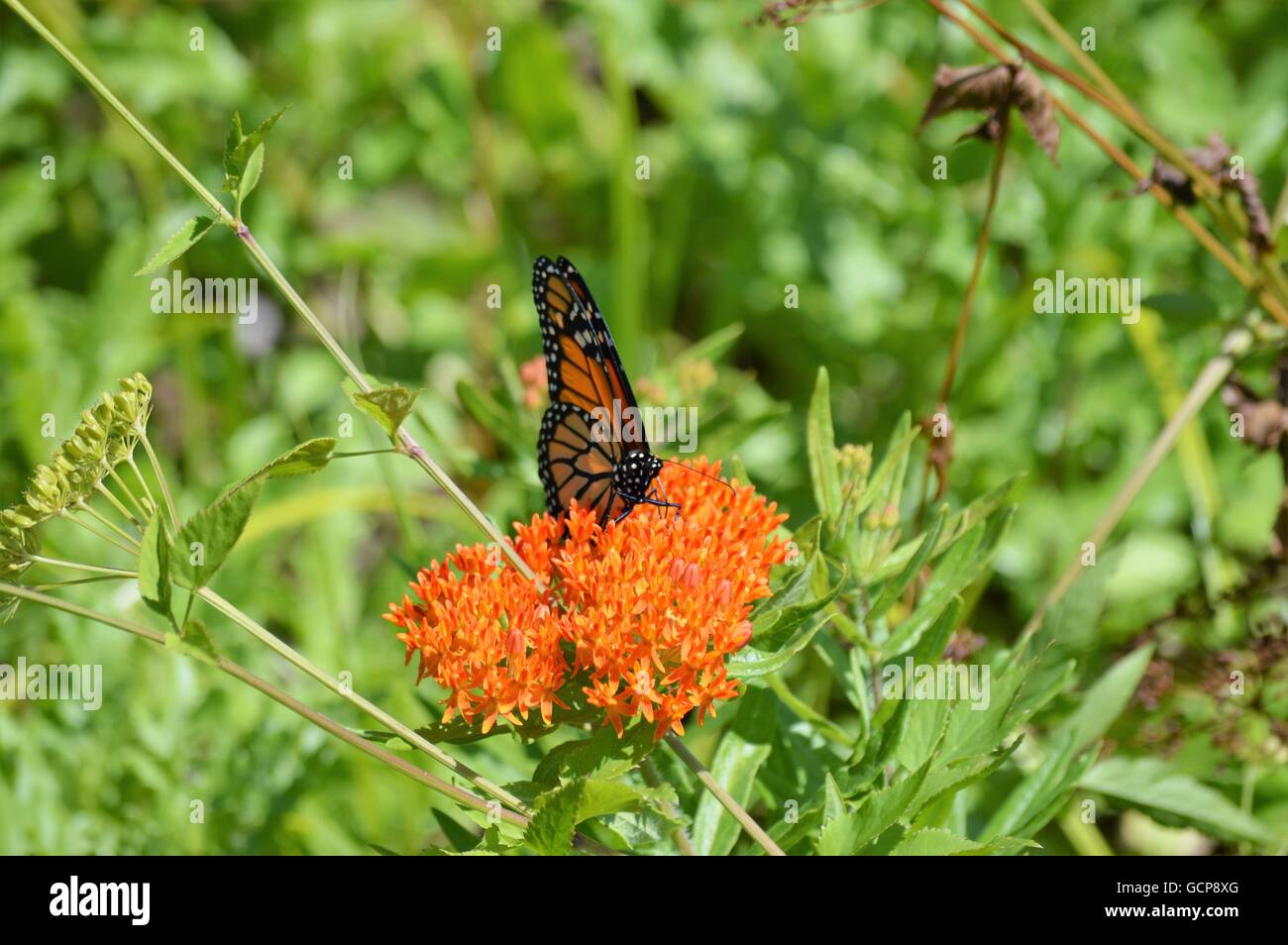 Monarch butterfly on milkweed Stock Photo - Alamy