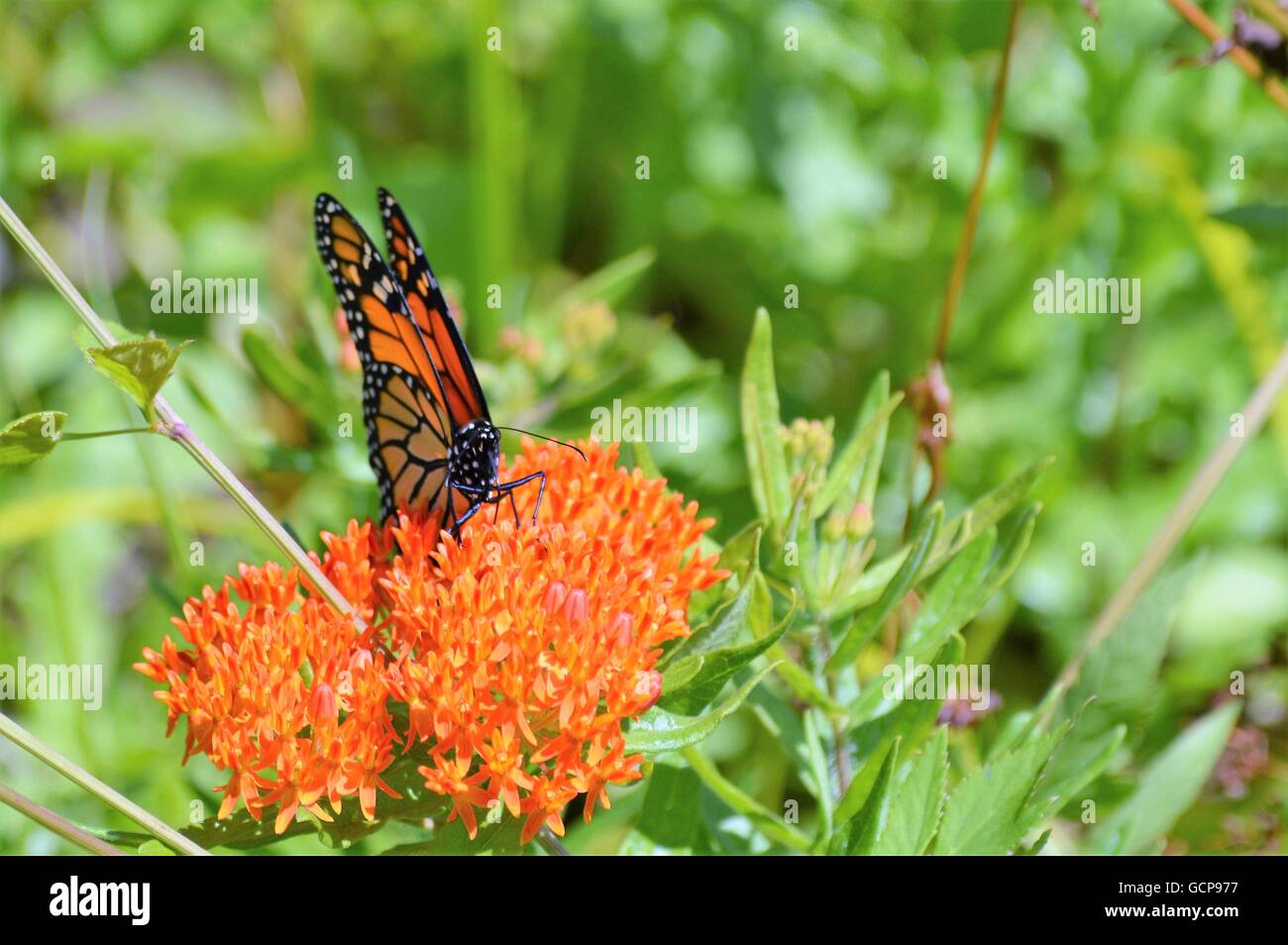 Monarch butterfly on milkweed Stock Photo - Alamy