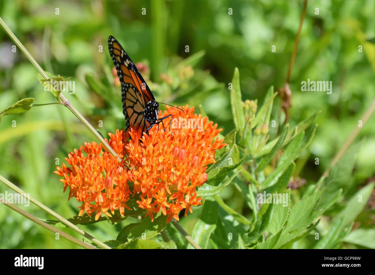 Monarch butterfly on milkweed Stock Photo - Alamy