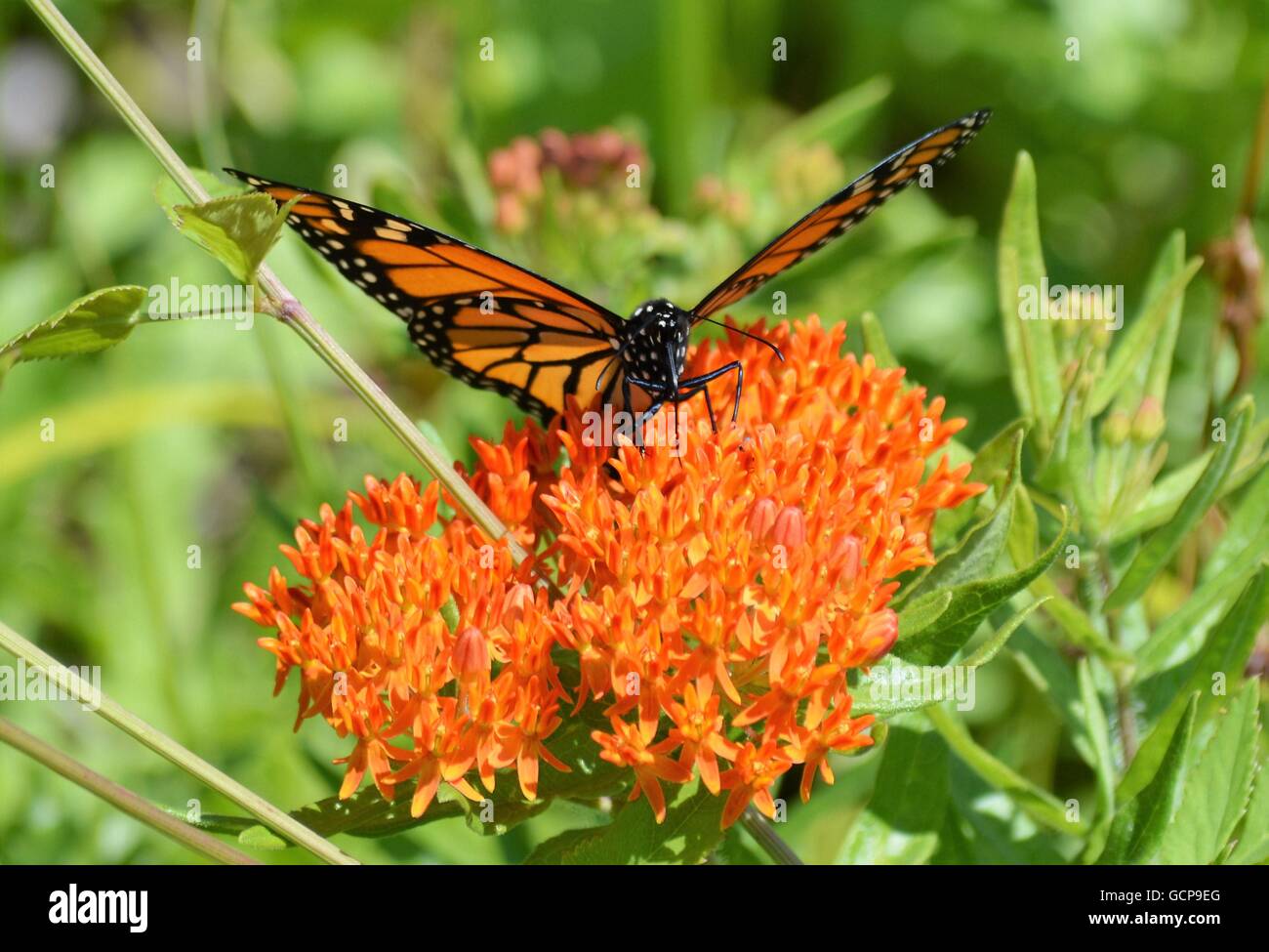 Monarch butterfly on milkweed Stock Photo - Alamy