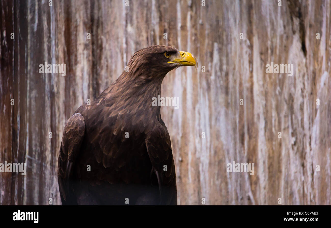 Bald eagle side view hi-res stock photography and images - Alamy