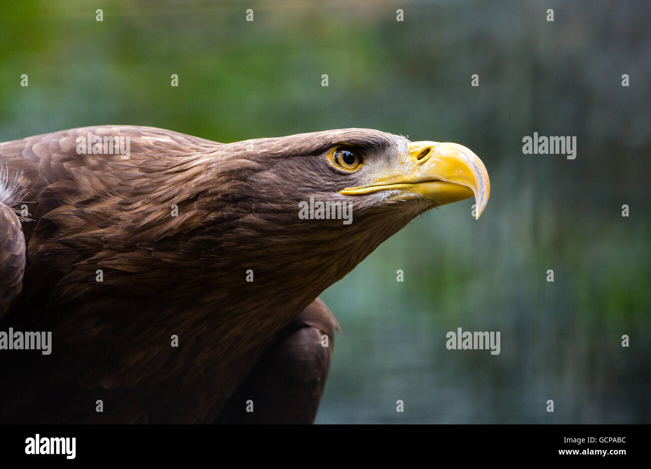 Head of a bald eagle close up Stock Photo - Alamy