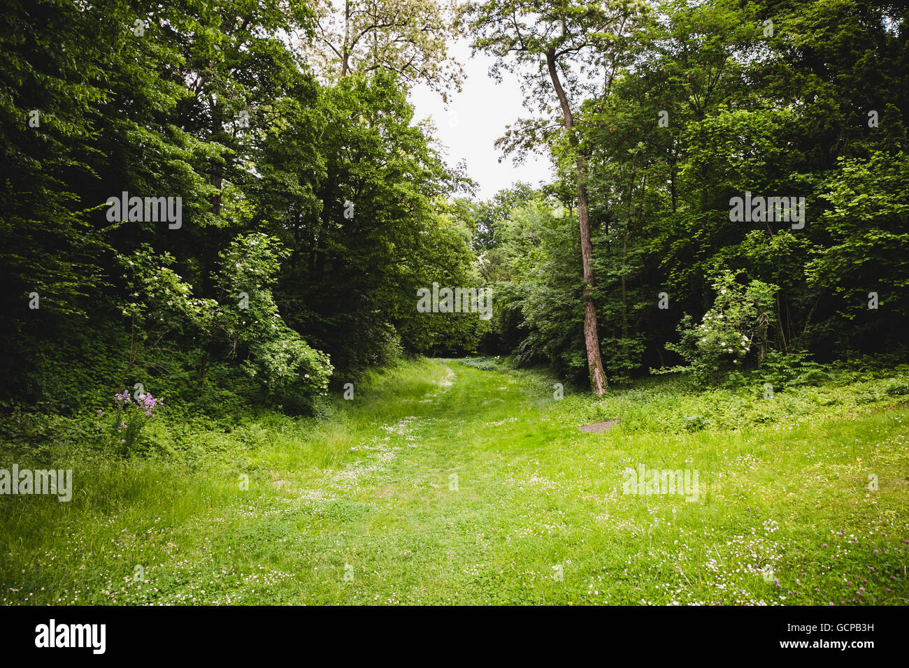 one way path in green meadow at summer day Stock Photo - Alamy