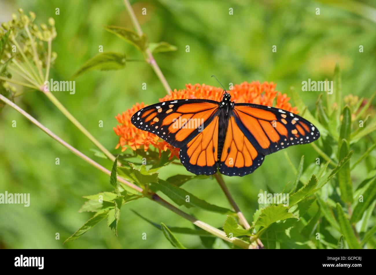 Monarch butterfly on milkweed Stock Photo - Alamy