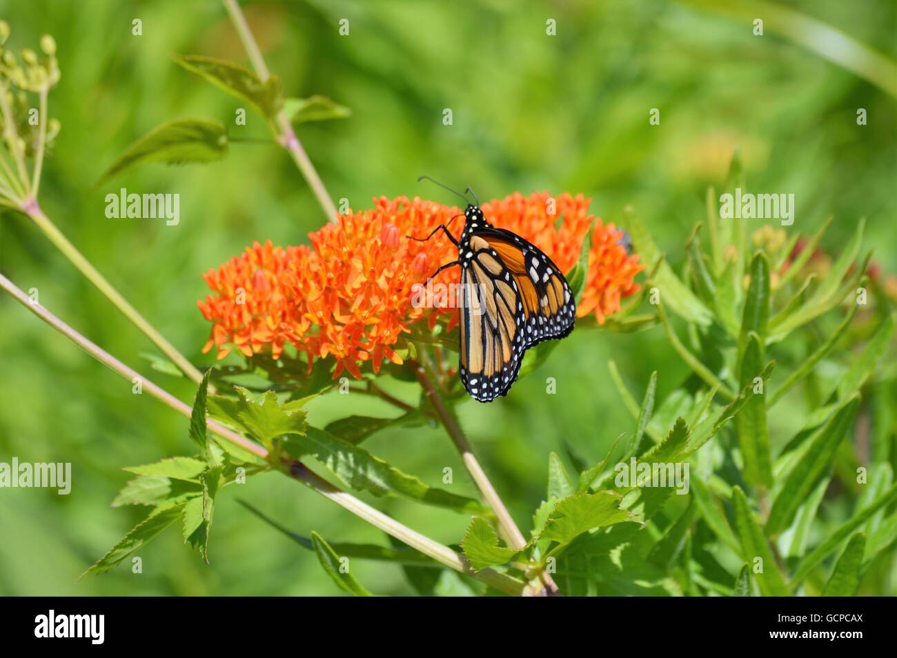 Monarch butterfly on milkweed Stock Photo - Alamy