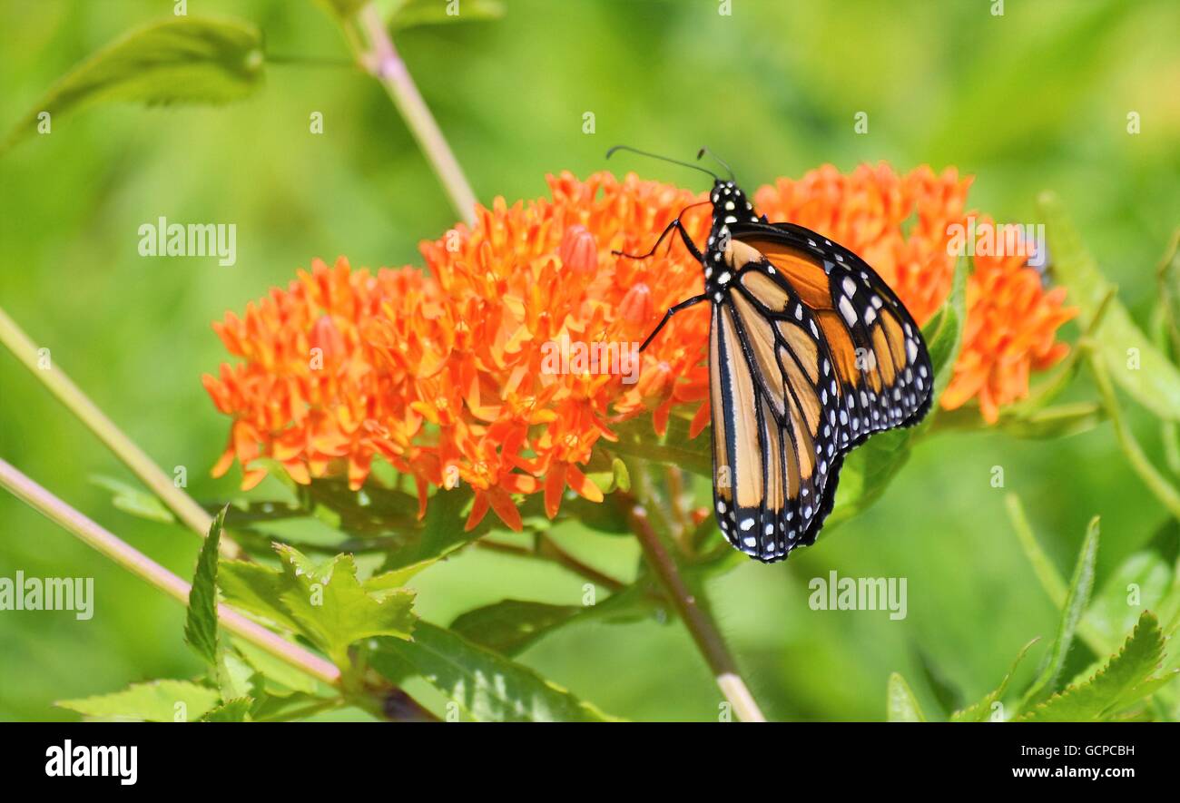 Monarch butterfly on milkweed Stock Photo - Alamy