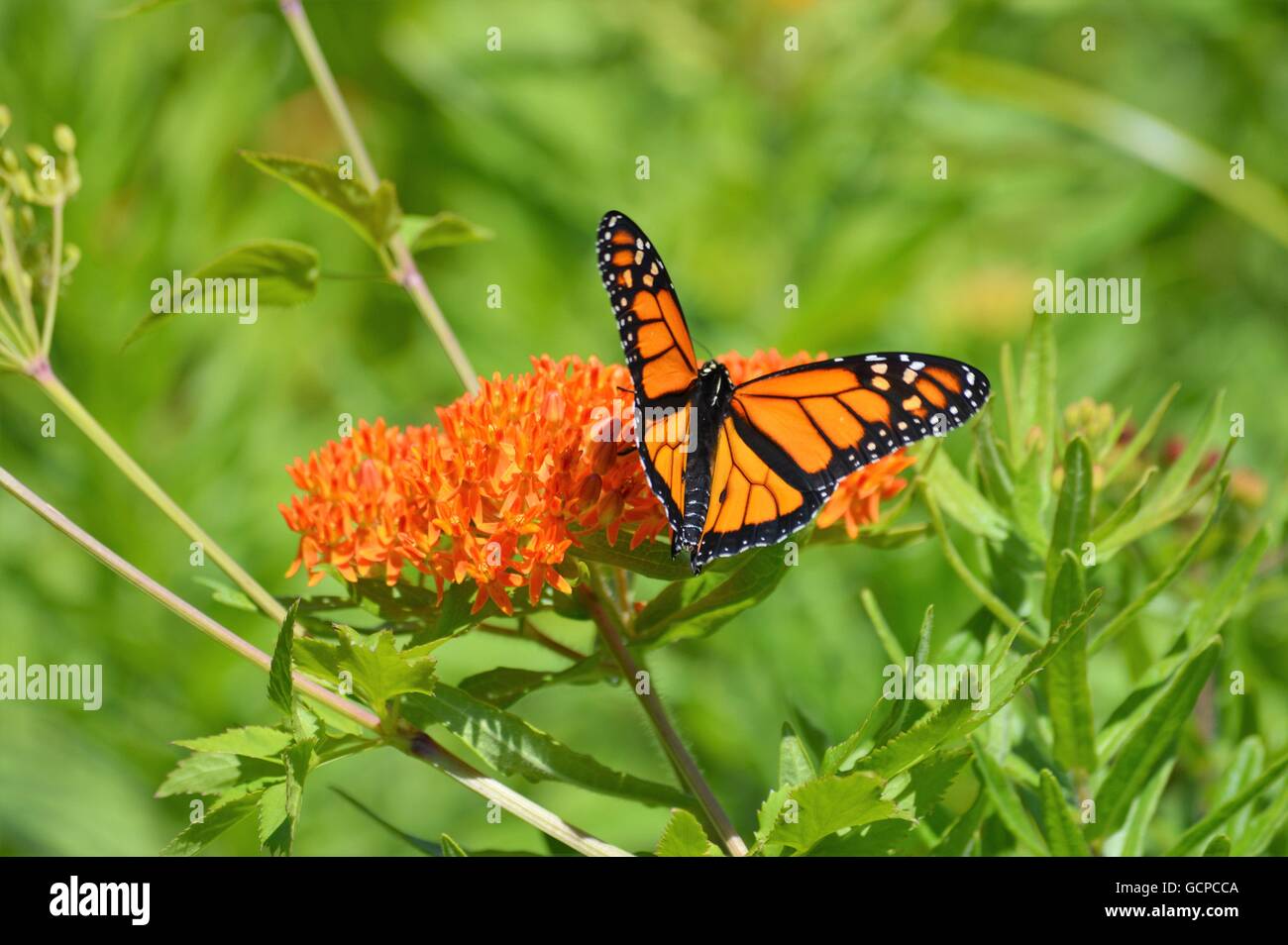 Monarch butterfly on milkweed Stock Photo - Alamy
