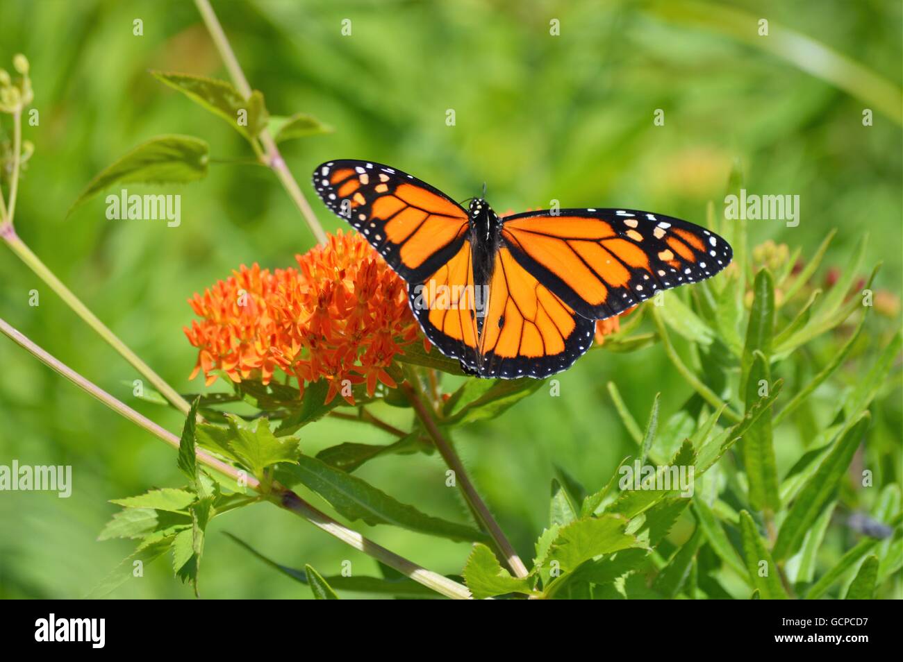 Monarch butterfly on milkweed Stock Photo - Alamy
