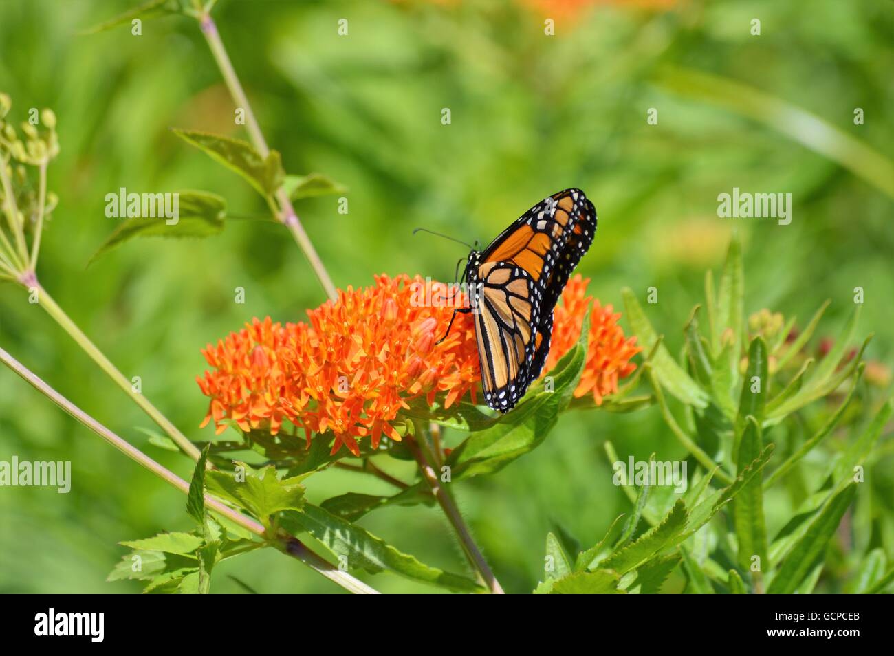 Monarch butterfly on milkweed Stock Photo - Alamy