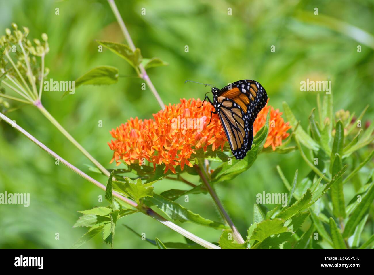Monarch butterfly on milkweed Stock Photo - Alamy
