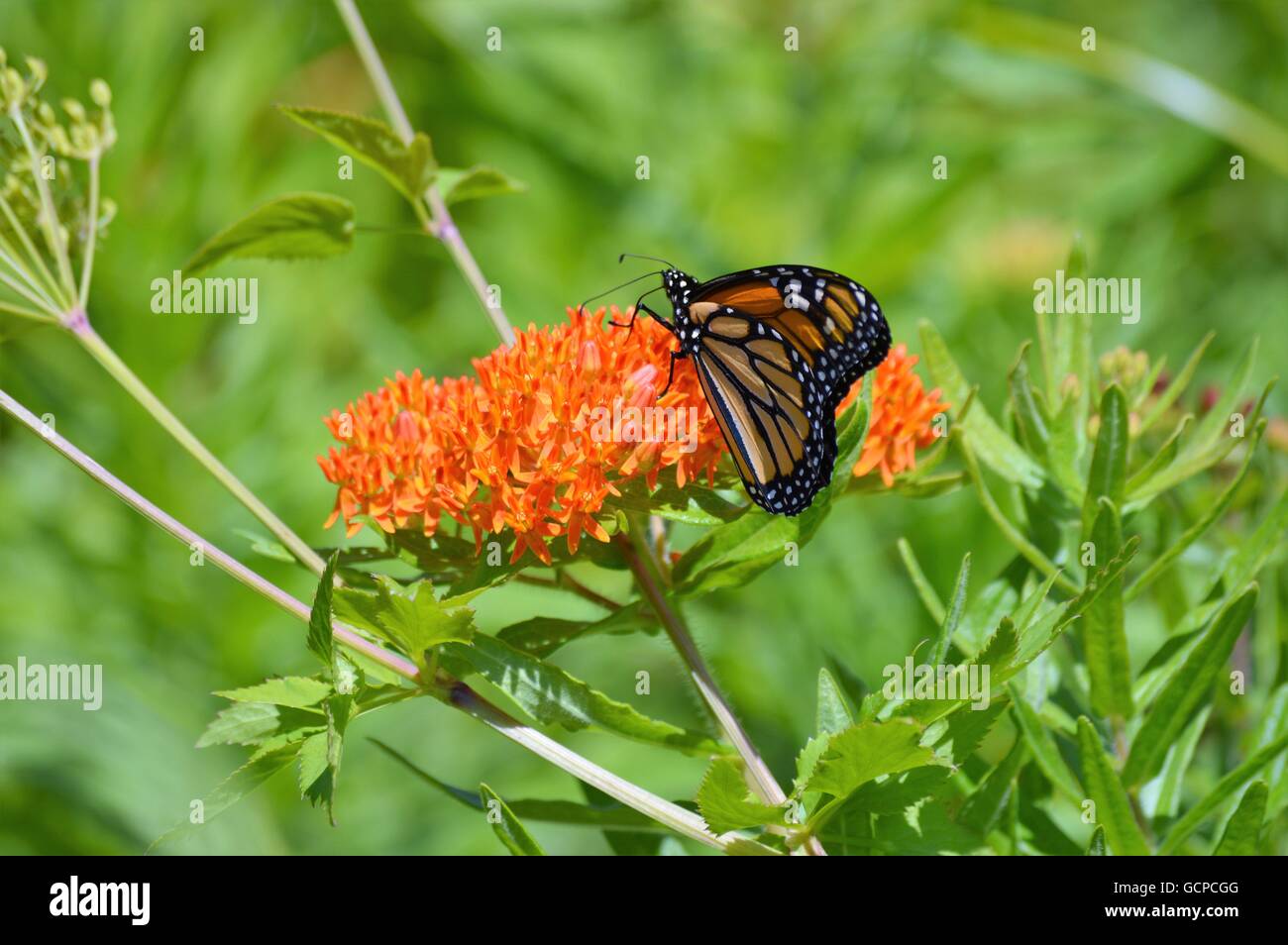 Monarch butterfly on milkweed Stock Photo - Alamy