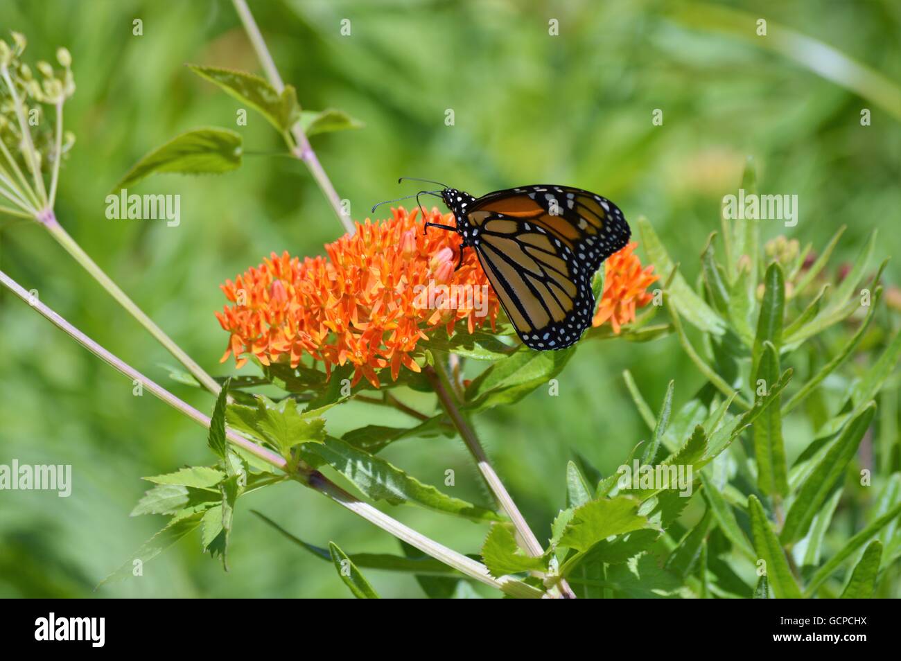 Monarch butterfly on milkweed Stock Photo - Alamy