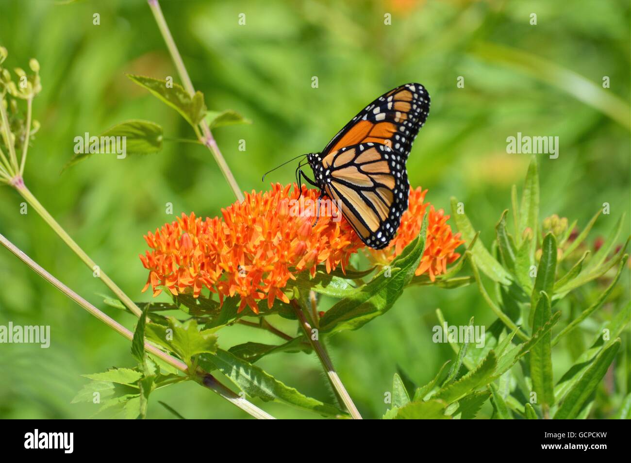 Monarch butterfly on milkweed Stock Photo - Alamy