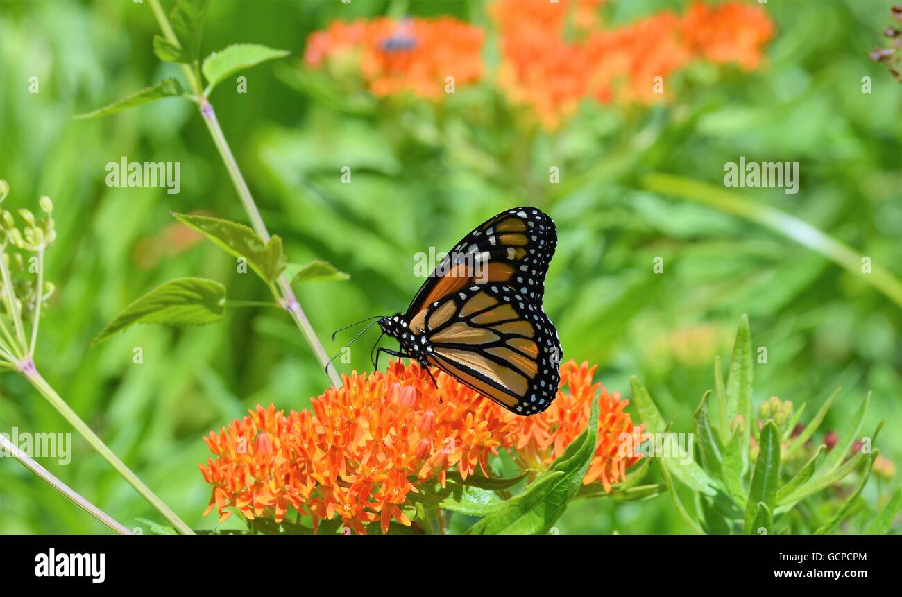 Monarch butterfly on milkweed Stock Photo - Alamy