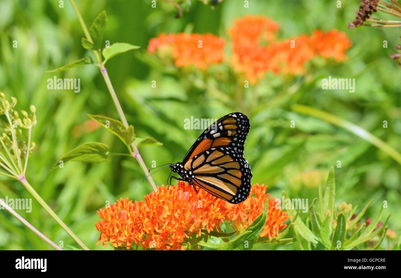 Monarch butterfly on milkweed Stock Photo - Alamy