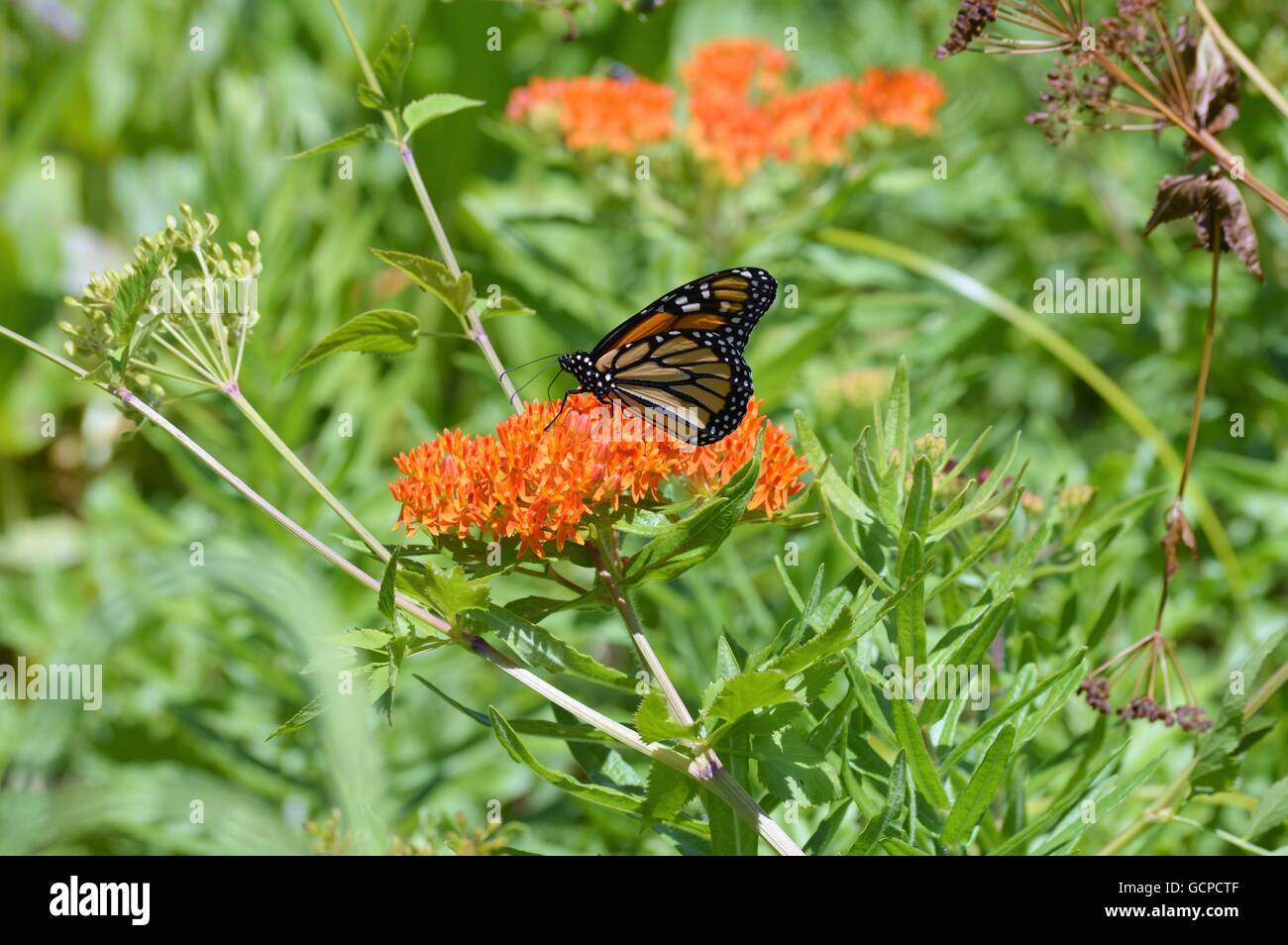 Monarch butterfly on milkweed Stock Photo - Alamy