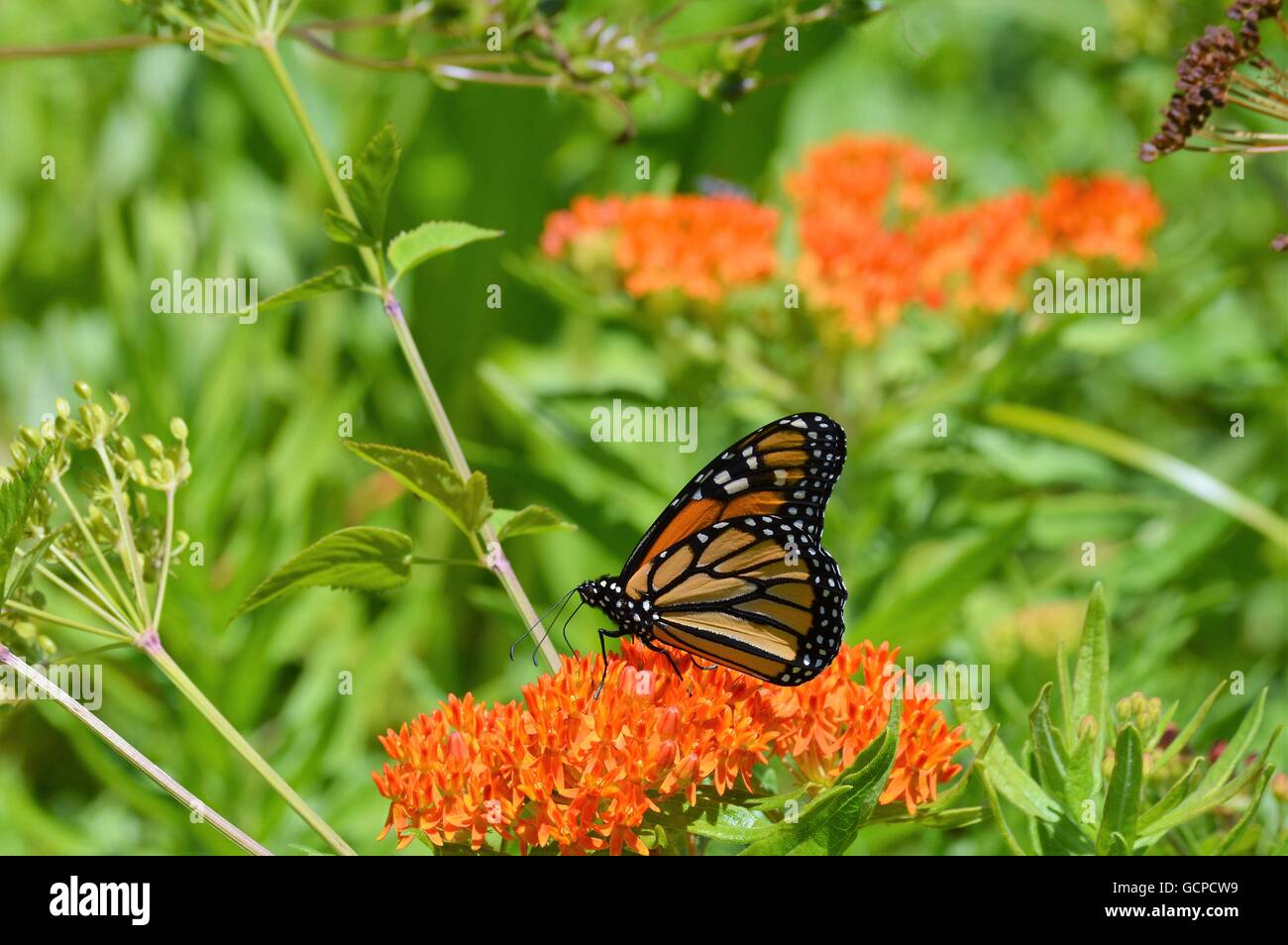 Monarch butterfly on milkweed Stock Photo - Alamy