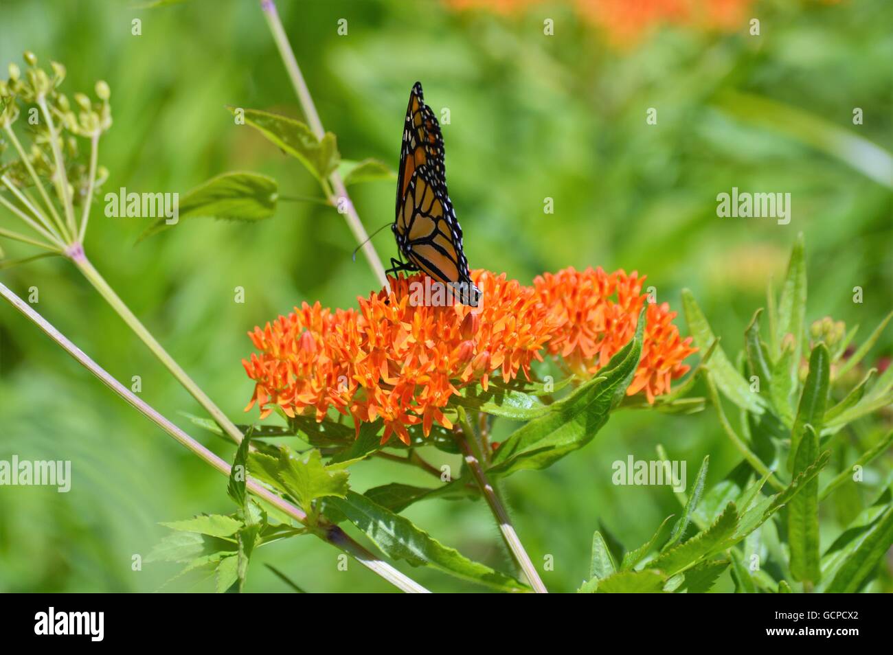 Monarch butterfly on milkweed Stock Photo - Alamy