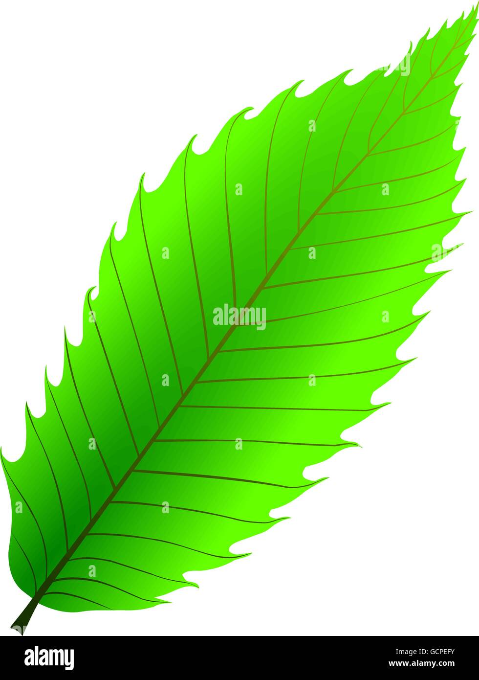 Chestnut greenery Stock Vector Images - Alamy