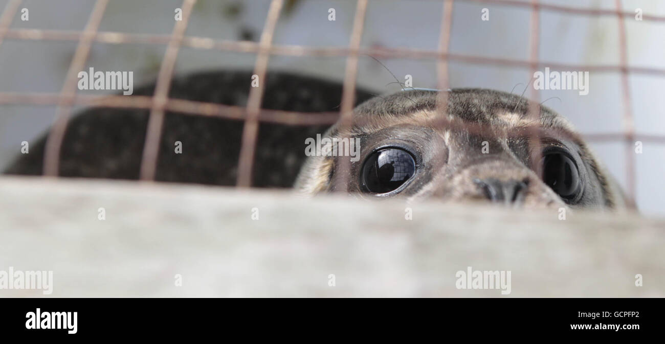 Mango, one of two orphaned seal pups, before it was released back to ...