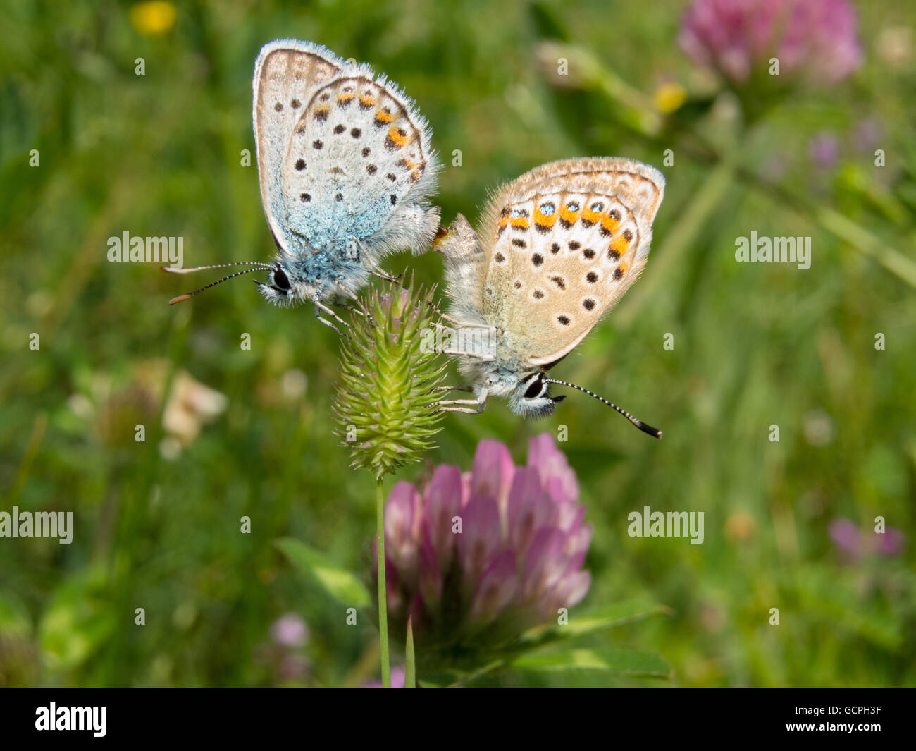 Mating Silver-studded Blue Butterflies Plebejus argus Stock Photo - Alamy