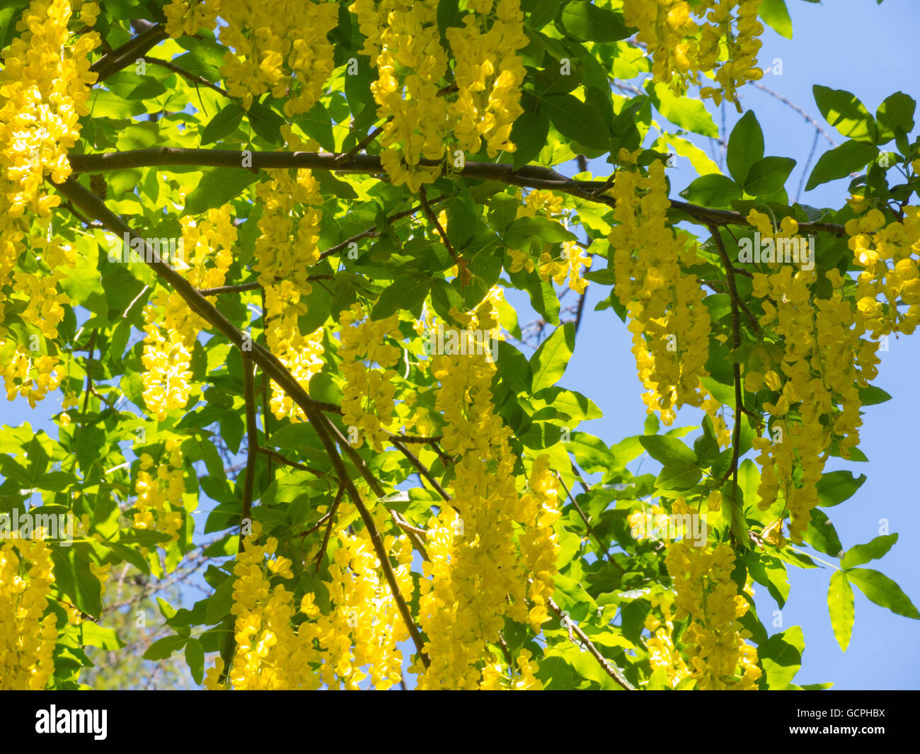 Laburnum tree hi-res stock photography and images - Alamy