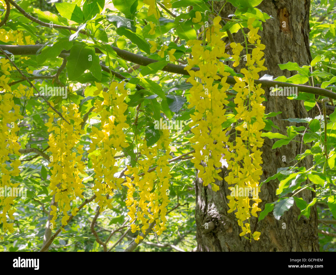 Laburnum tree hi-res stock photography and images - Alamy