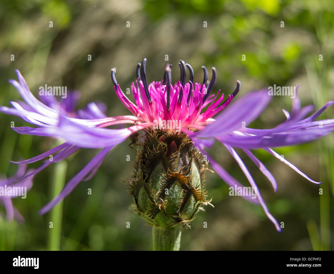 Centaurea flowers hi-res stock photography and images - Alamy