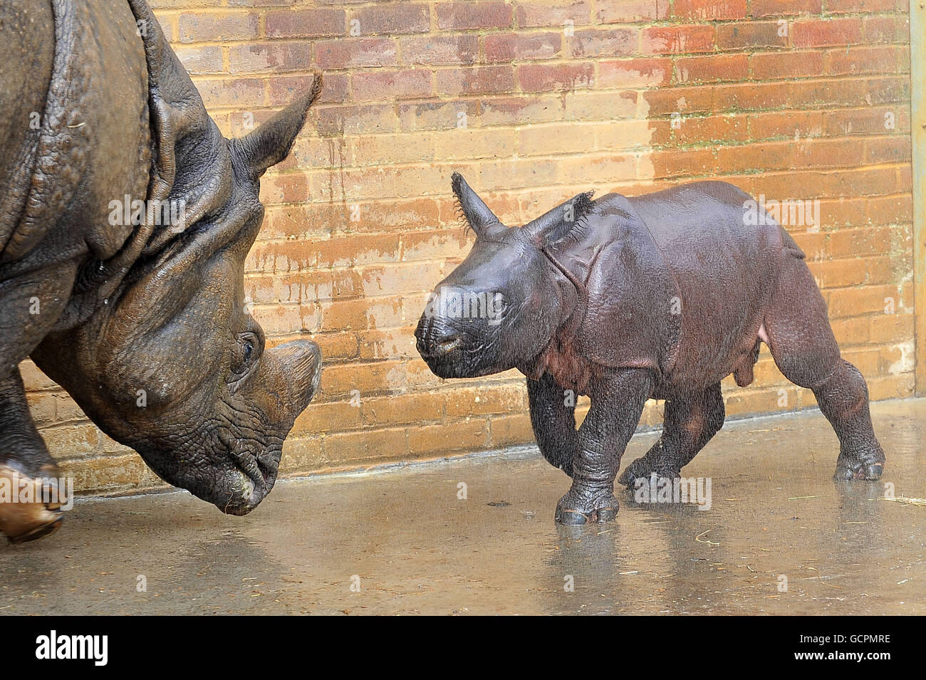 New baby Rhino Stock Photo - Alamy