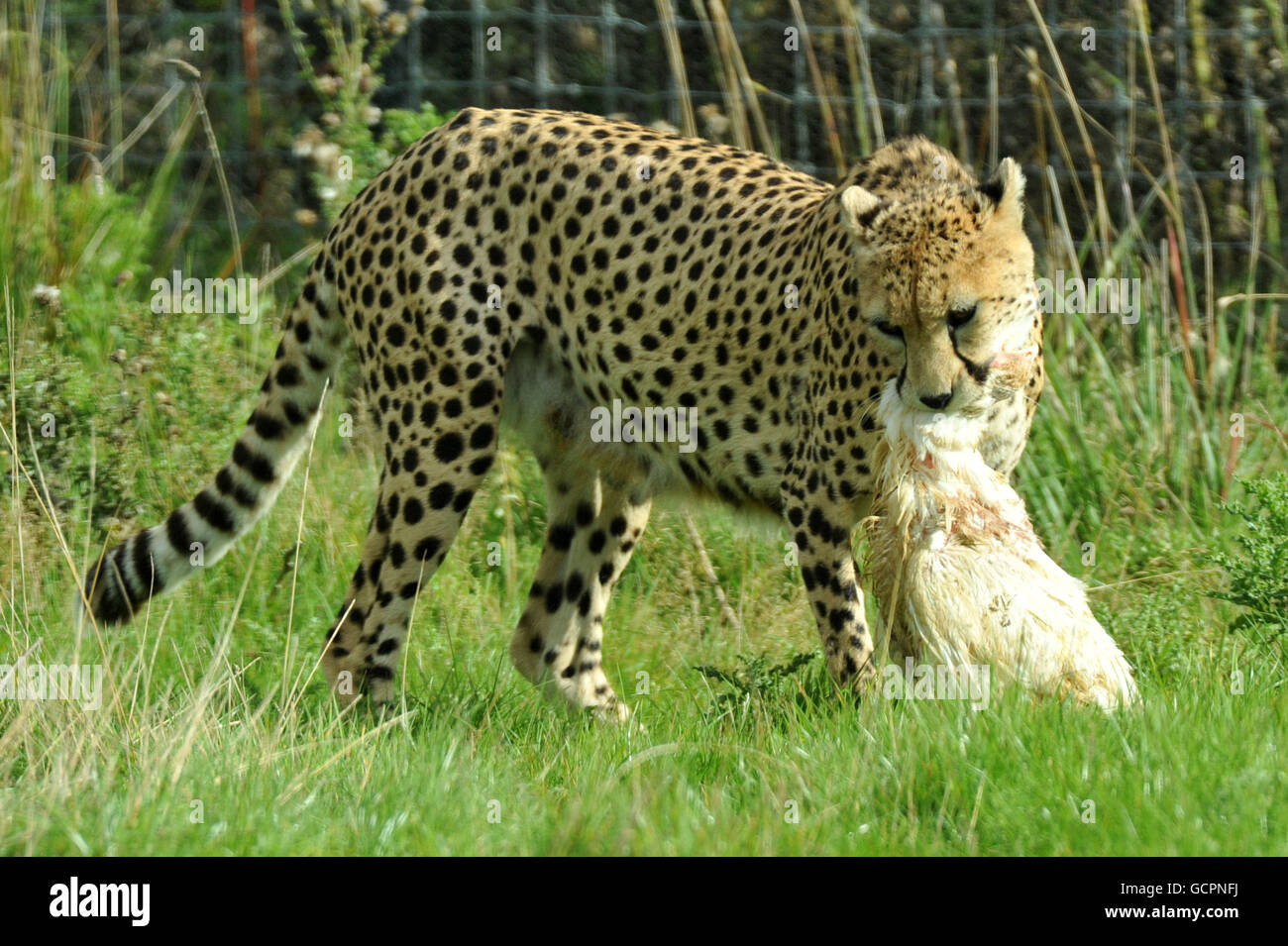Whipsnade zoo cheetah hi-res stock photography and images - Alamy