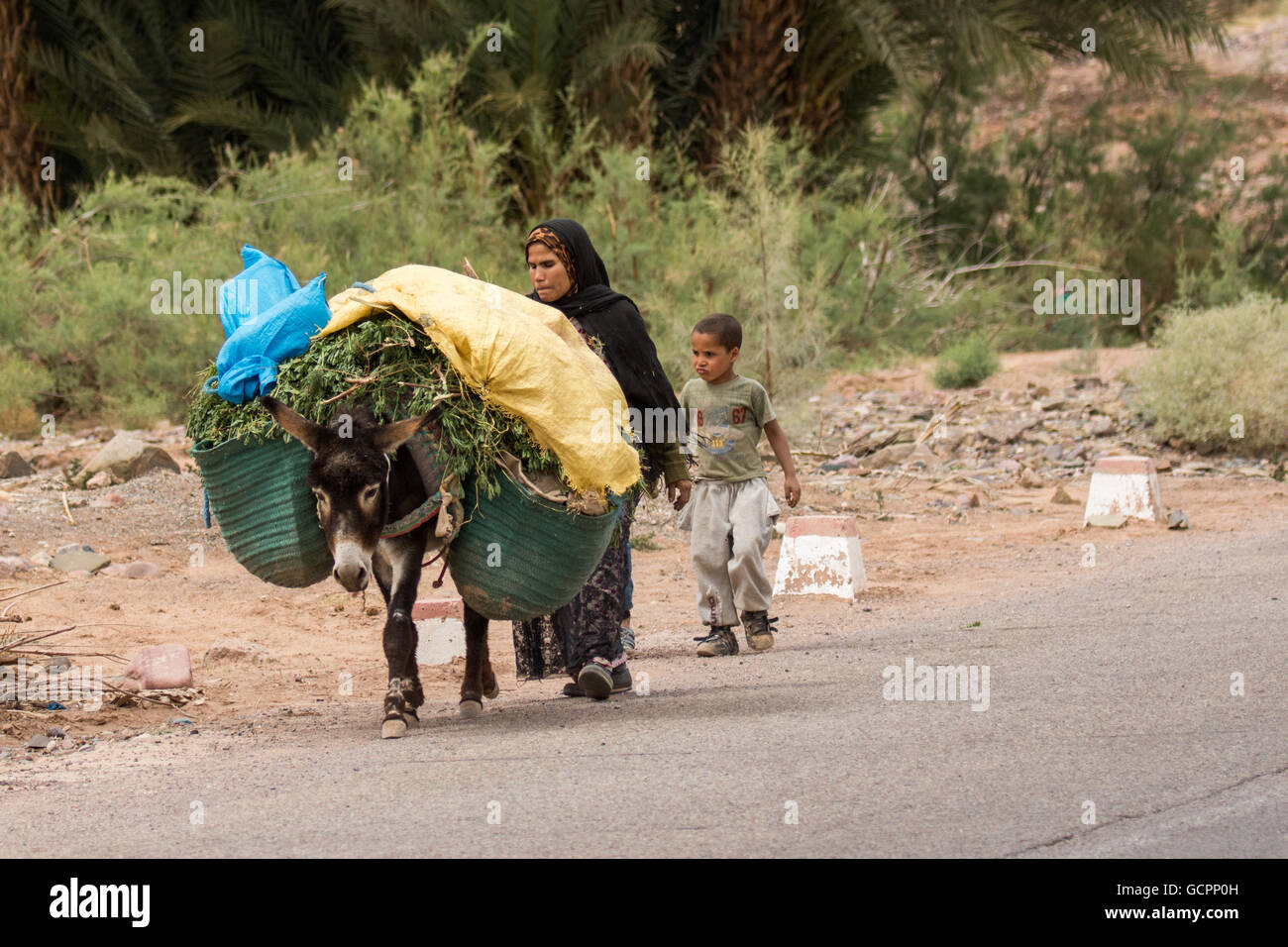Peasant Moroccan woman walking with mule carrying crop, child following ...