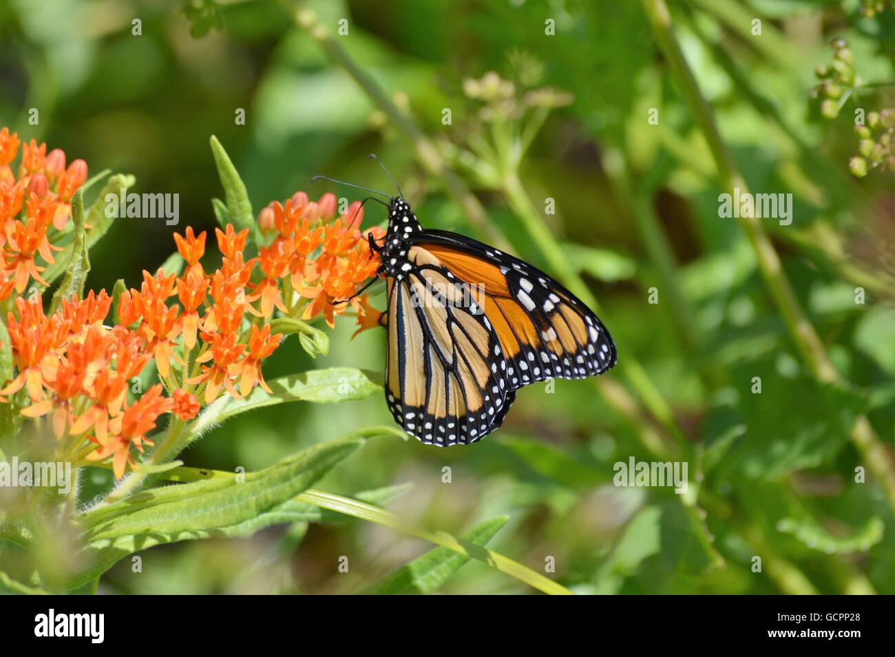 Monarch butterfly on milkweed Stock Photo - Alamy
