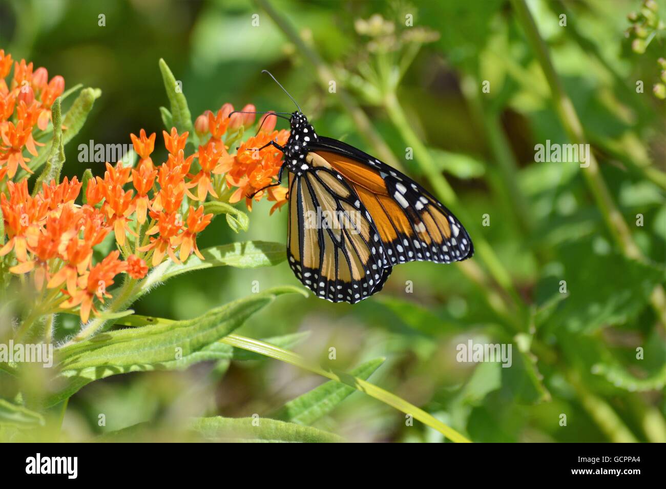 Monarch butterfly on milkweed Stock Photo - Alamy