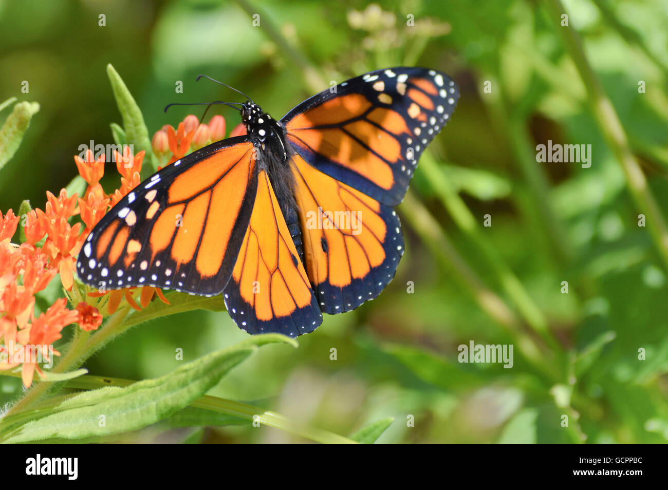 Monarch butterfly on milkweed Stock Photo - Alamy