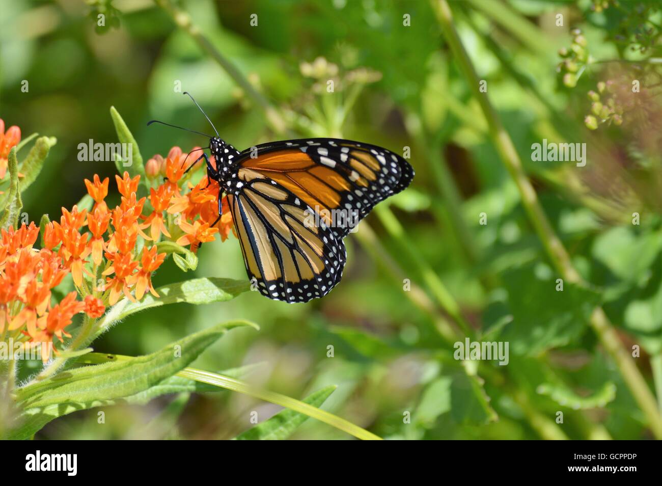 Monarch butterfly on milkweed Stock Photo - Alamy