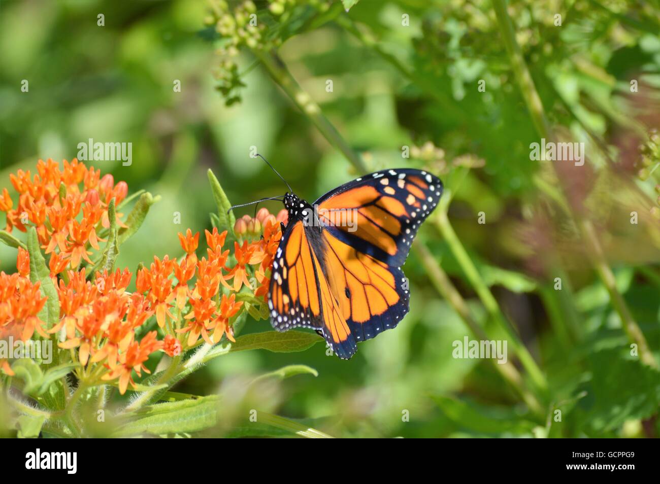Monarch butterfly on milkweed Stock Photo - Alamy