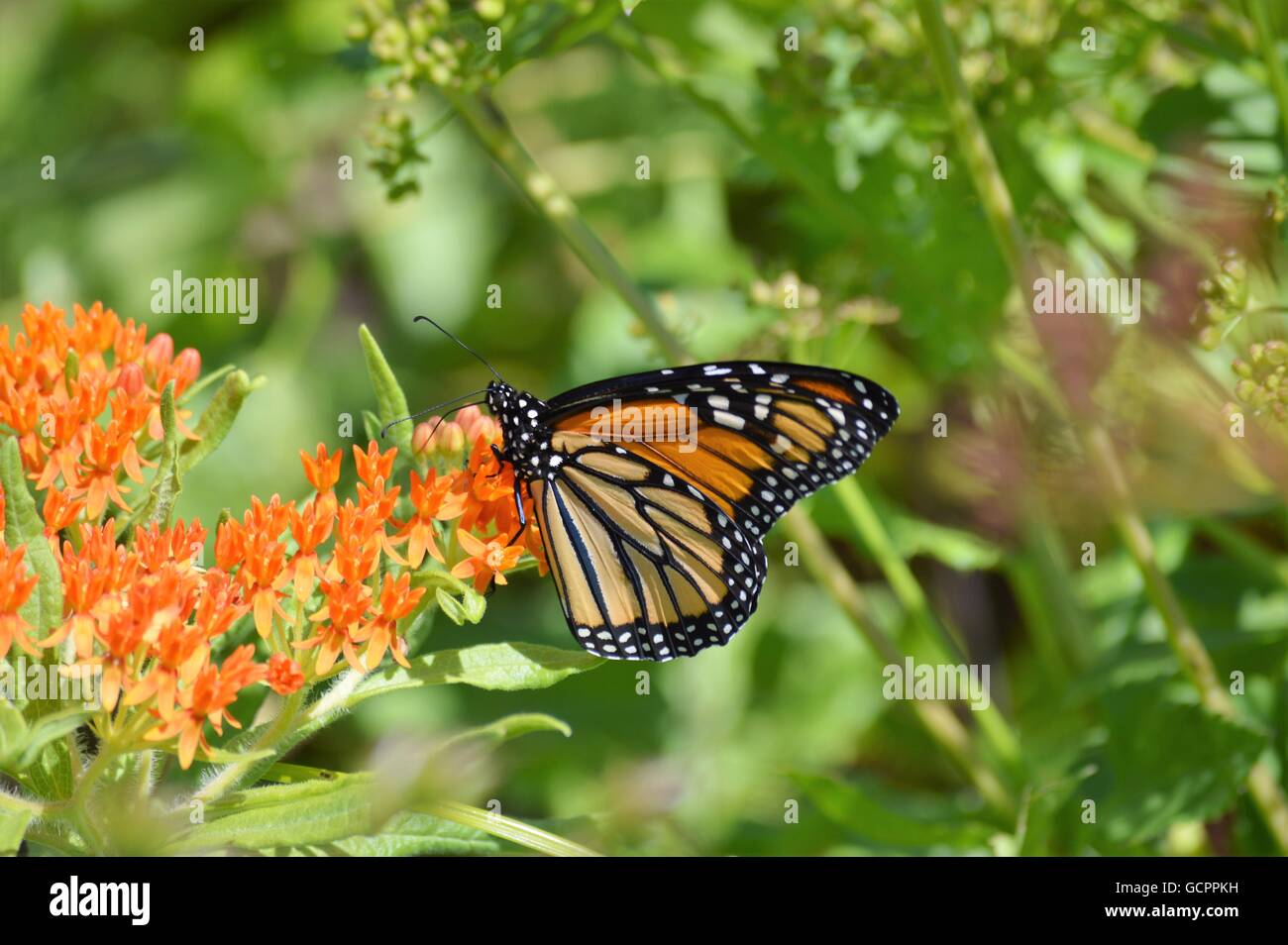 Monarch butterfly on milkweed Stock Photo - Alamy
