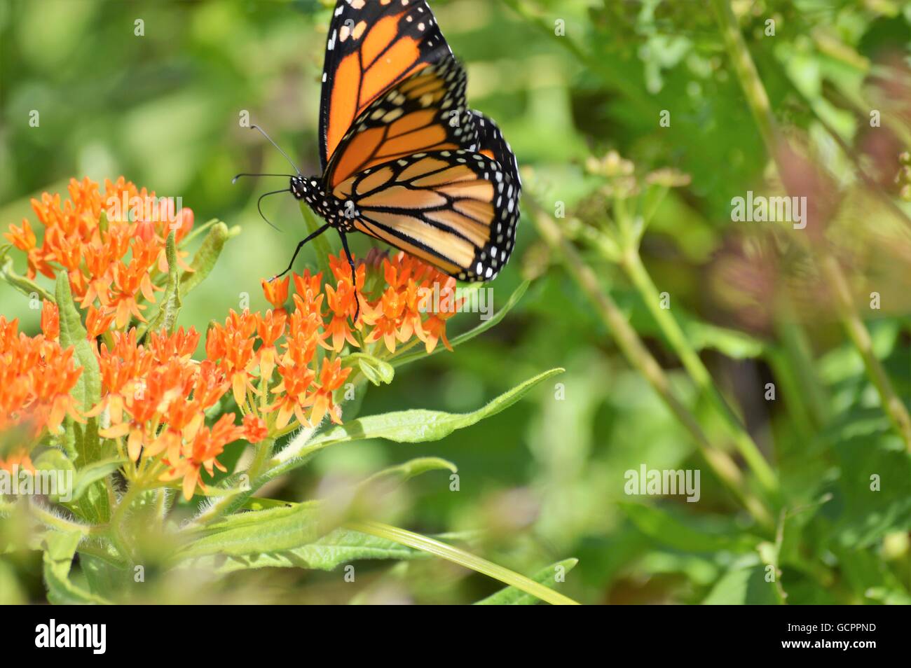 Monarch butterfly on milkweed Stock Photo - Alamy