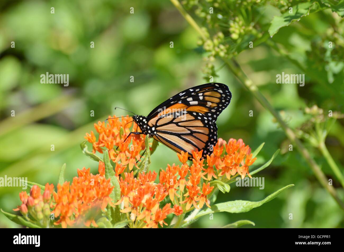 Monarch butterfly on milkweed Stock Photo - Alamy