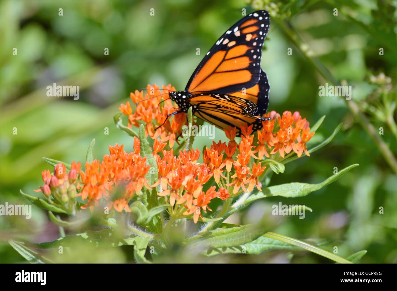 Monarch butterfly on milkweed Stock Photo - Alamy