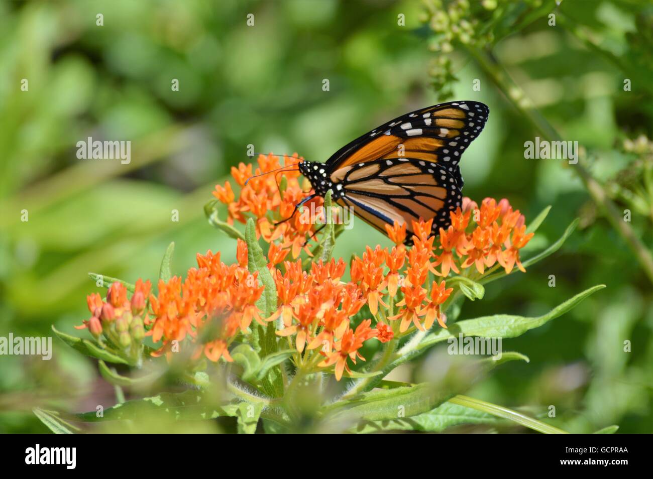Monarch butterfly on milkweed Stock Photo - Alamy