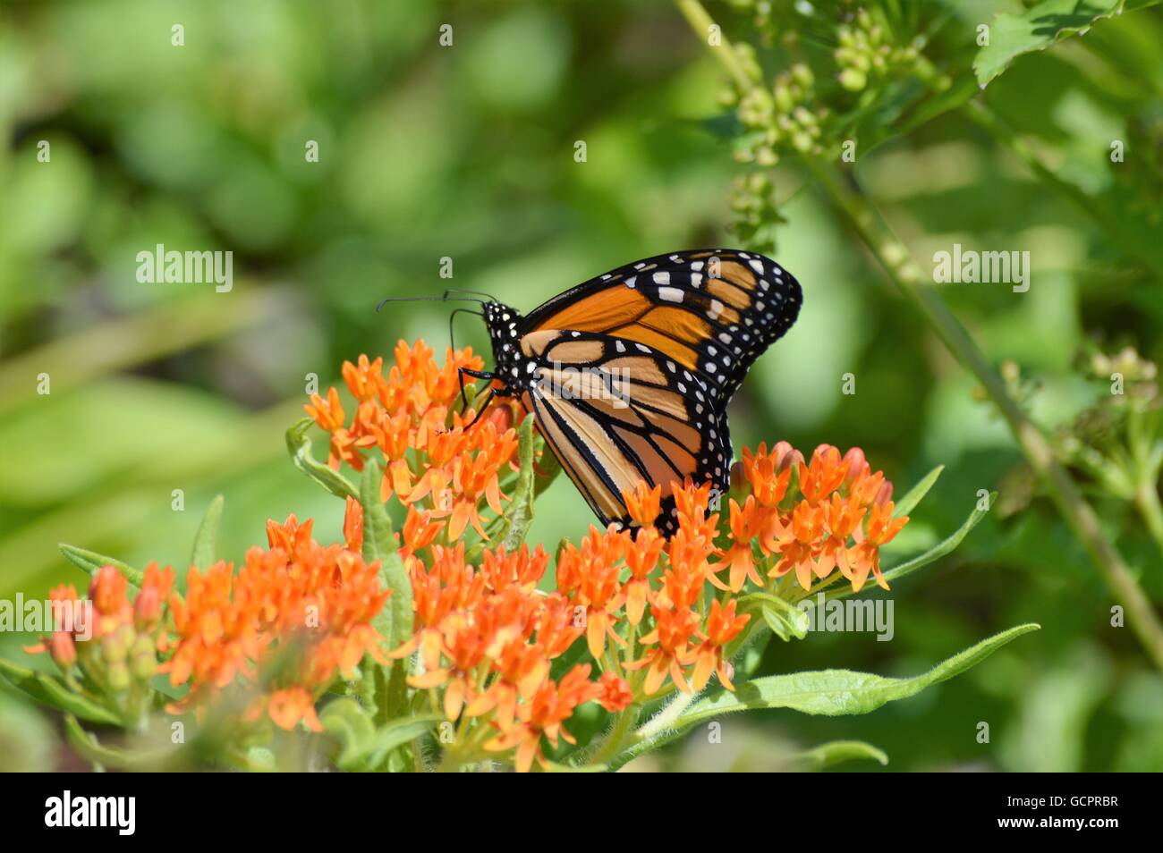Monarch butterfly on milkweed Stock Photo - Alamy