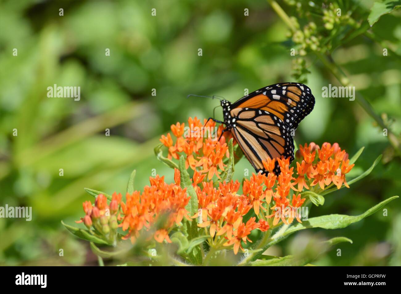 Monarch butterfly on milkweed Stock Photo - Alamy