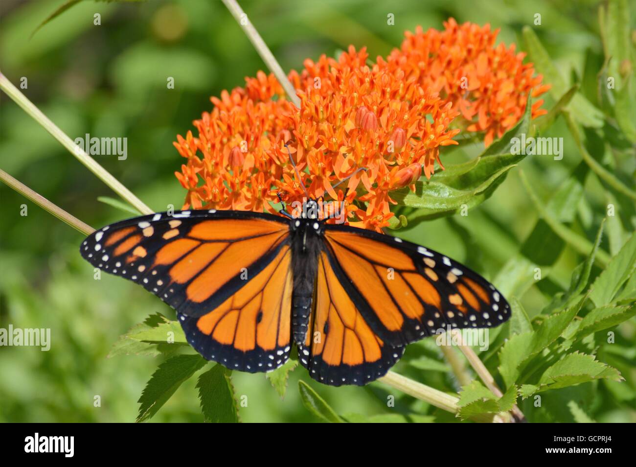 Monarch butterfly on milkweed Stock Photo - Alamy