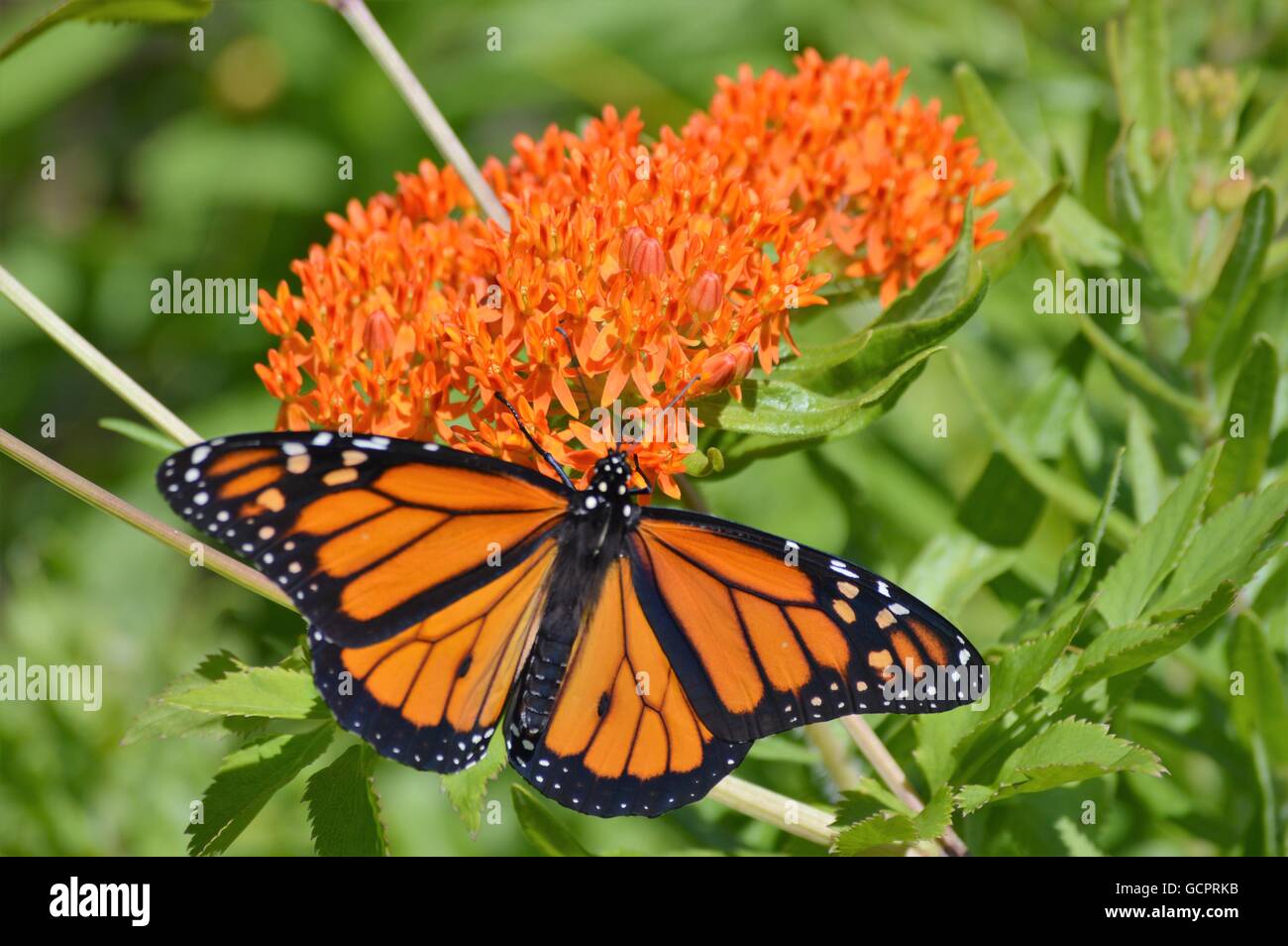 Monarch butterfly on milkweed Stock Photo - Alamy
