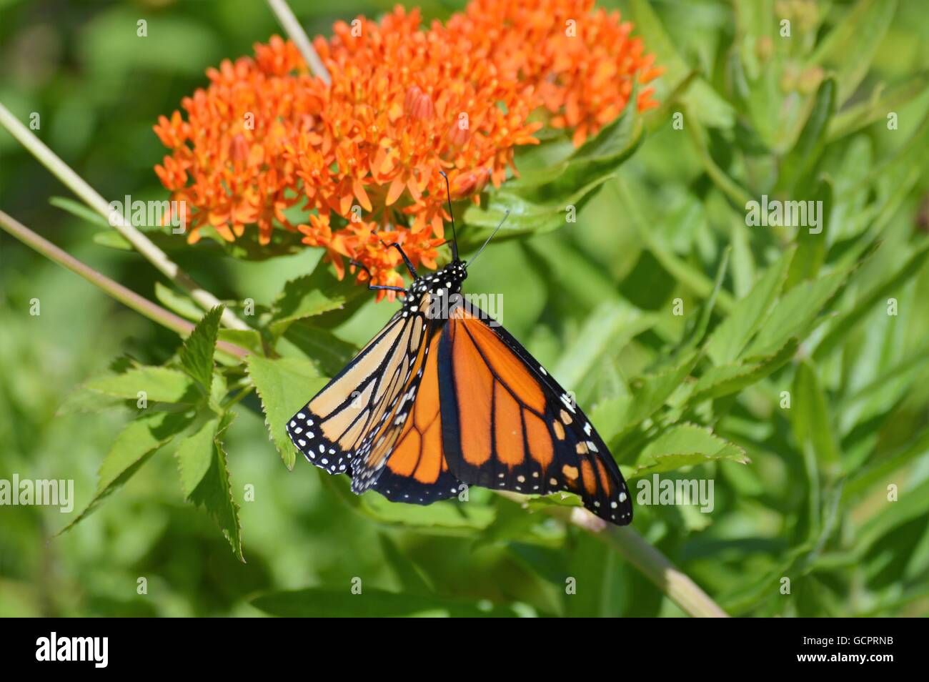 Monarch butterfly on milkweed Stock Photo - Alamy