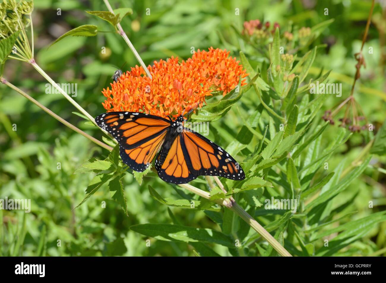 Monarch butterfly on milkweed Stock Photo - Alamy