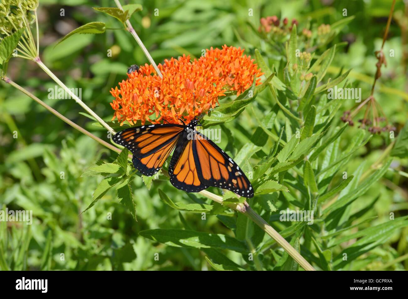 Monarch butterfly on milkweed Stock Photo - Alamy